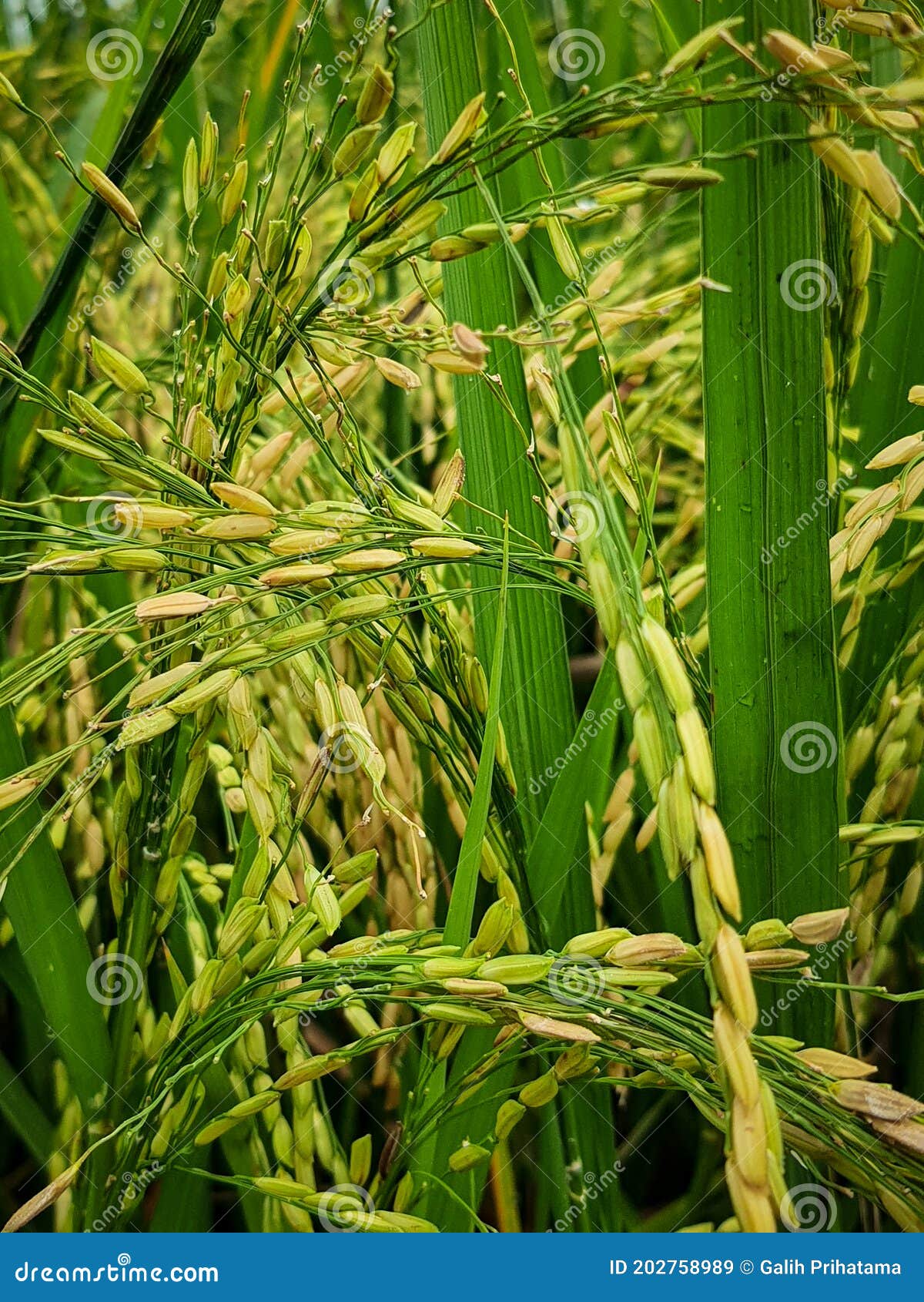 Rice Plants that Have Started To Turn Yellow Stock Image - Image of ...