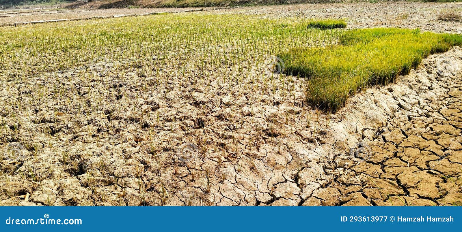 Rice Plants Hit by Severe Drought Stock Image - Image of severe, plants ...