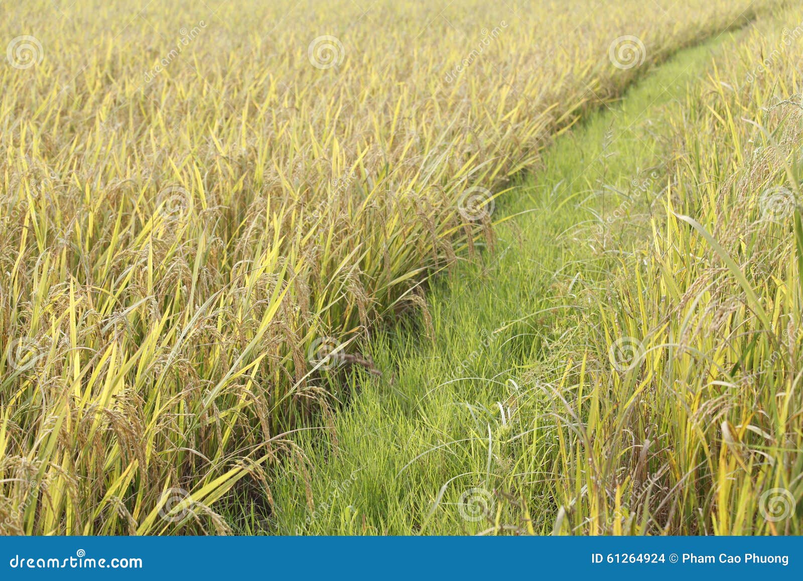 Rice Plants Just before the Harvest Stock Photo - Image of cultivated ...
