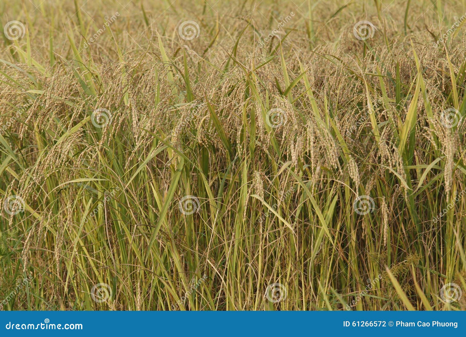 Rice Plants Just before the Harvest Stock Photo - Image of farm ...