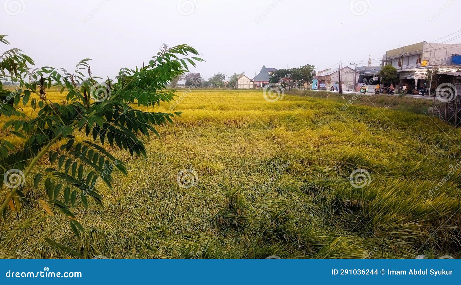 Rice Plants in Lamongan Collapsed Due To Strong Winds Stock Photo ...