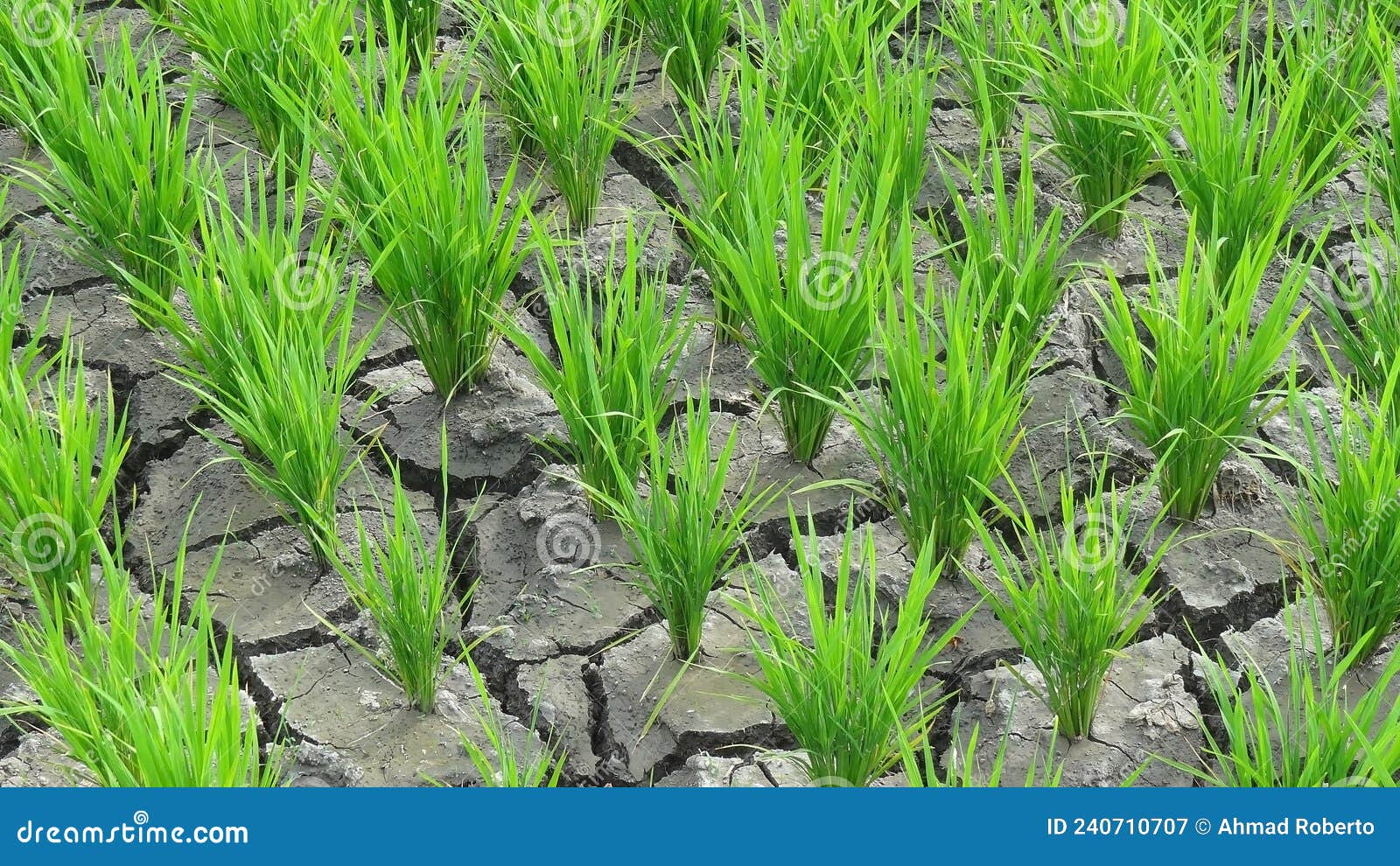 Rice plants stock image. Image of jungle, garden, shrub - 240710707