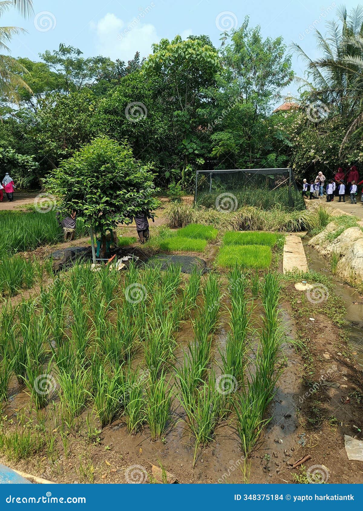 Rice Plants in the Middle of Rice Fields Stock Photo - Image of fields ...