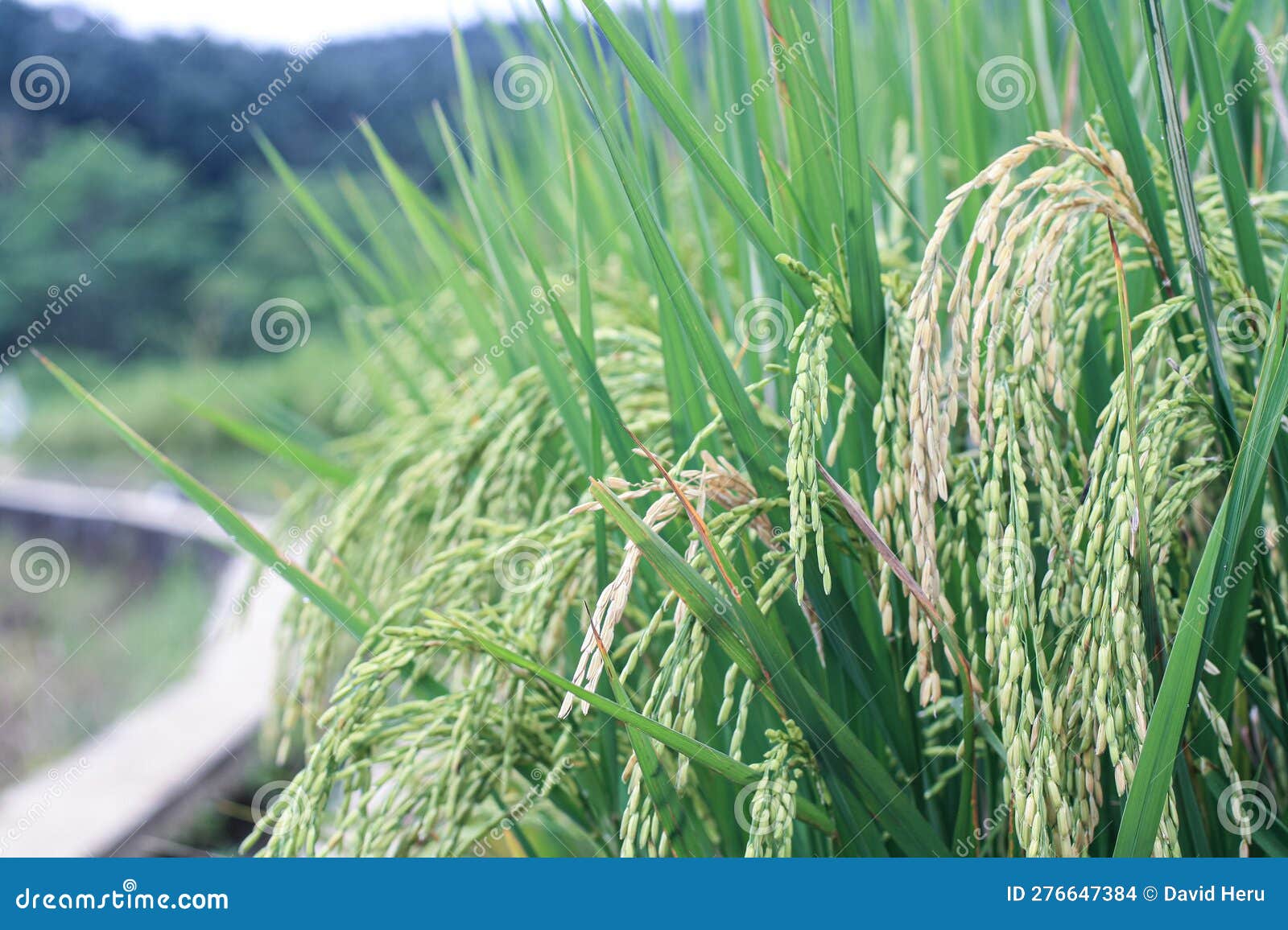 Rice Plants in the Middle of the Paddy Fields Stock Photo - Image of ...