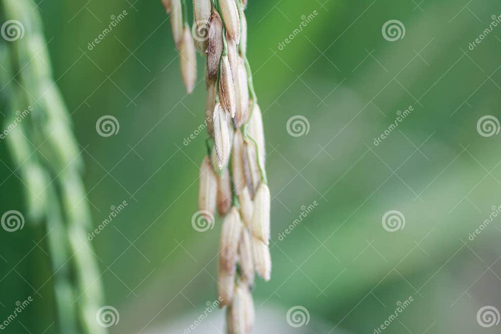 Rice Plants in the Middle of the Paddy Fields Stock Photo - Image of ...