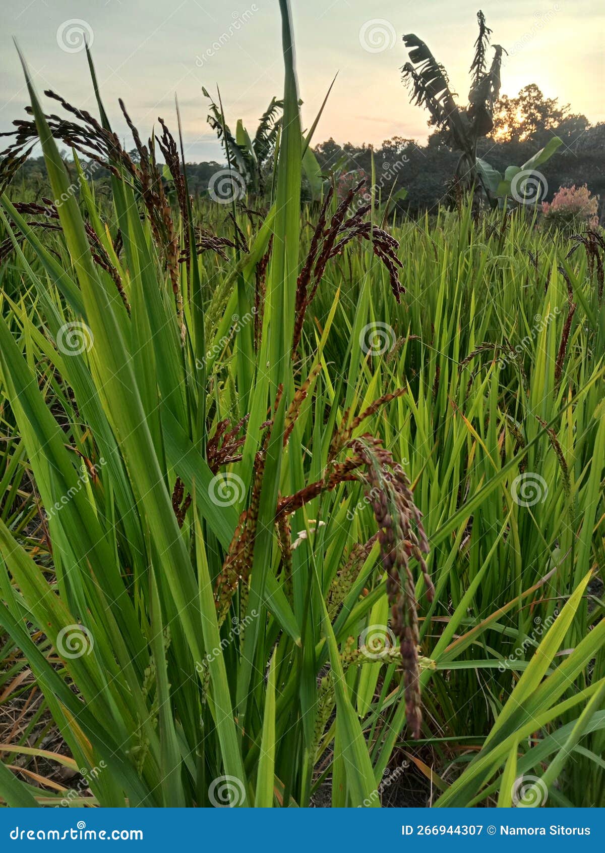 Rice Plants in North Sumatra Stock Image - Image of tree, crop: 266944307