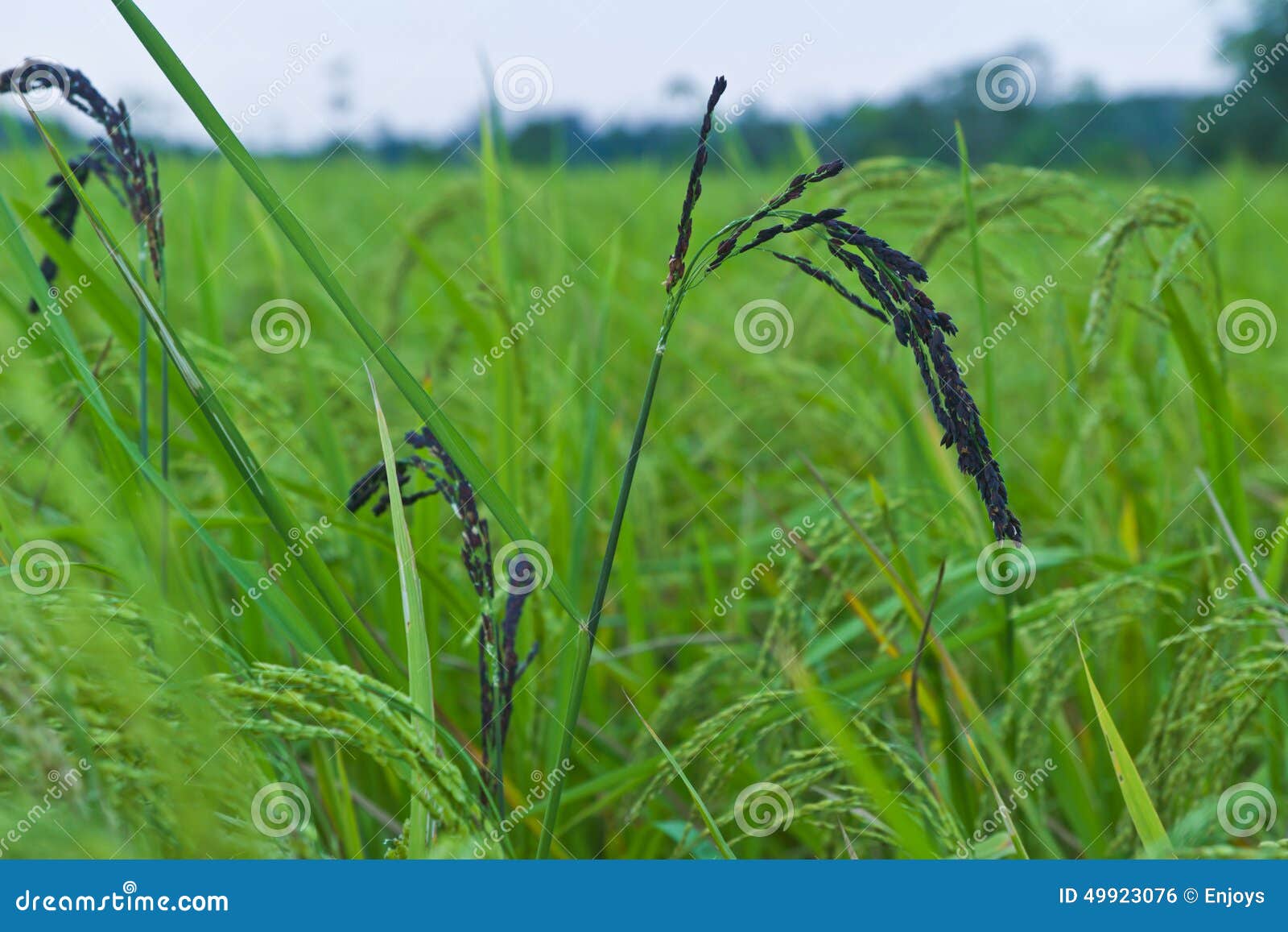 Rice Plants in Paddy Field stock photo. Image of foliage - 49923076