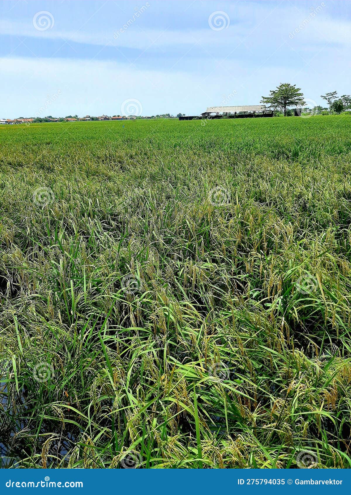 Rice Plants in a Paddy Field that Collapsed in the Wind Stock Image ...