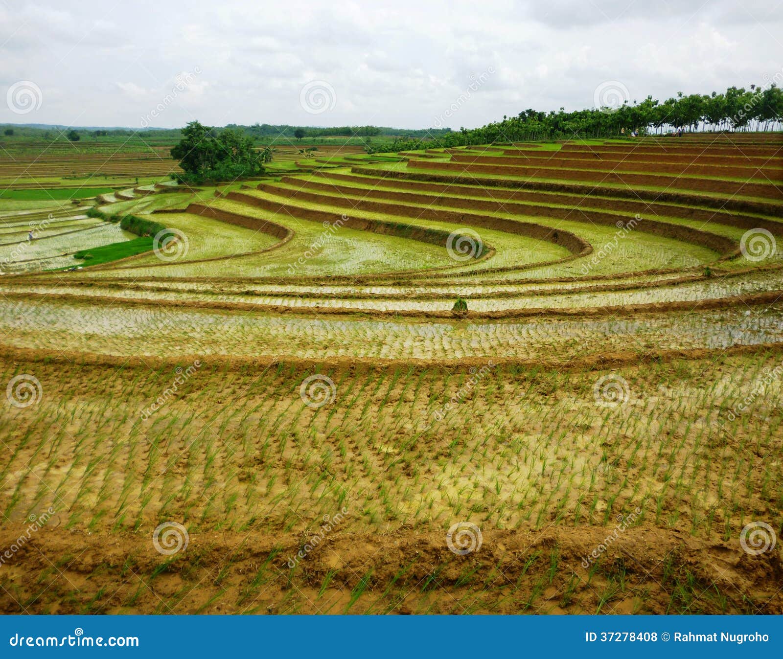Rice Plants in Paddy Field stock photo. Image of countryside - 37278408