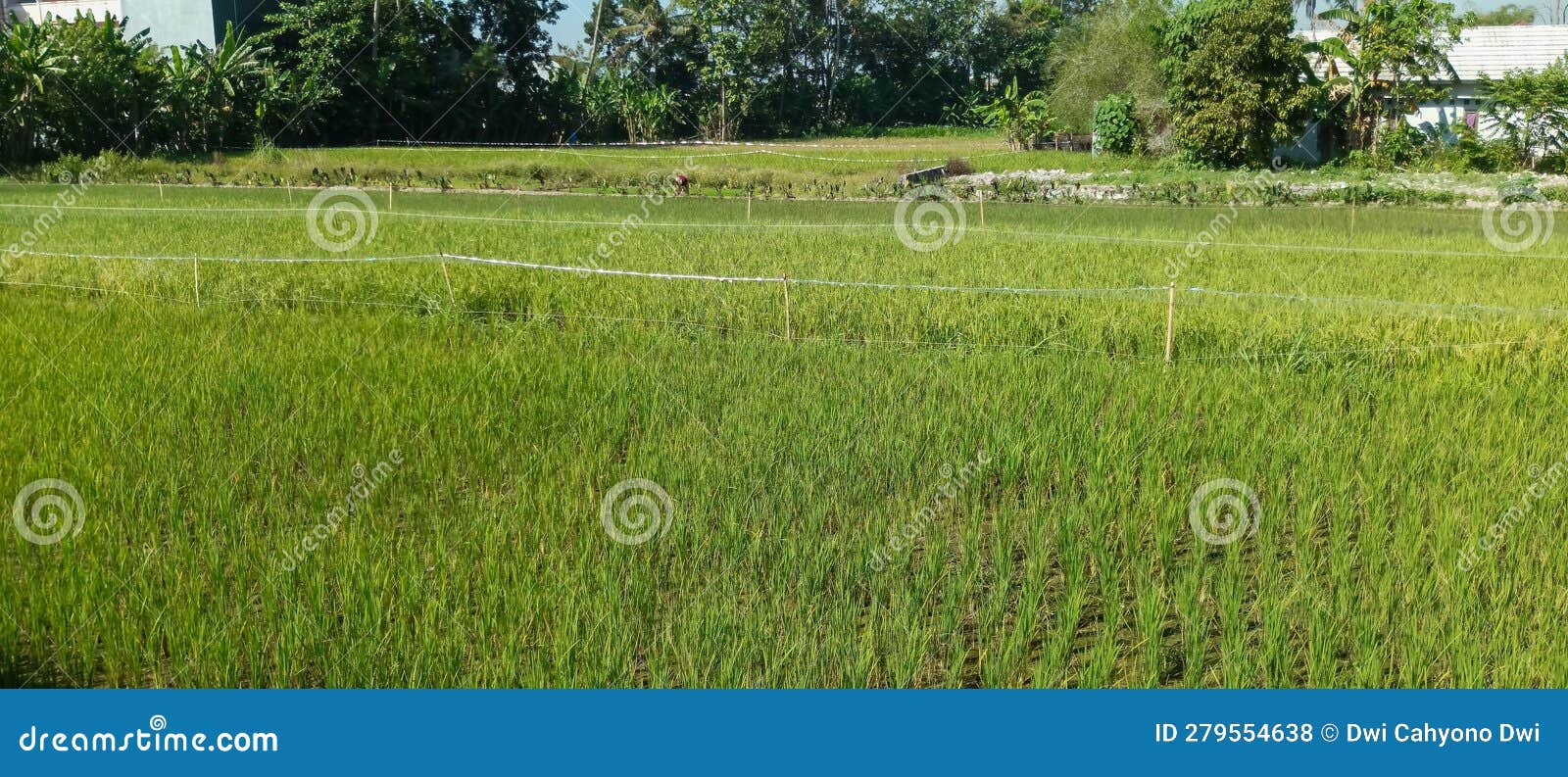 Rice Plants are Paddy Fields, Rice Background in Rice Fields Stock ...