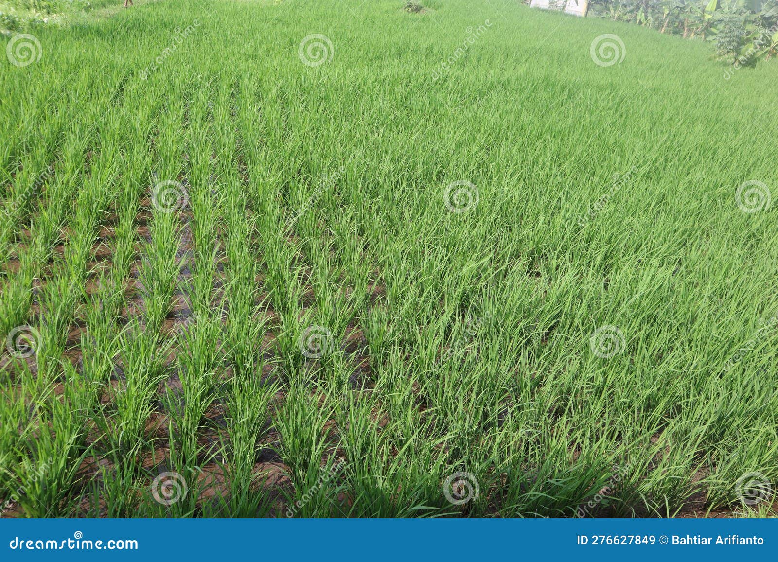 Rice Plants in Paddy Fields Stock Image - Image of fields, paddy: 276627849