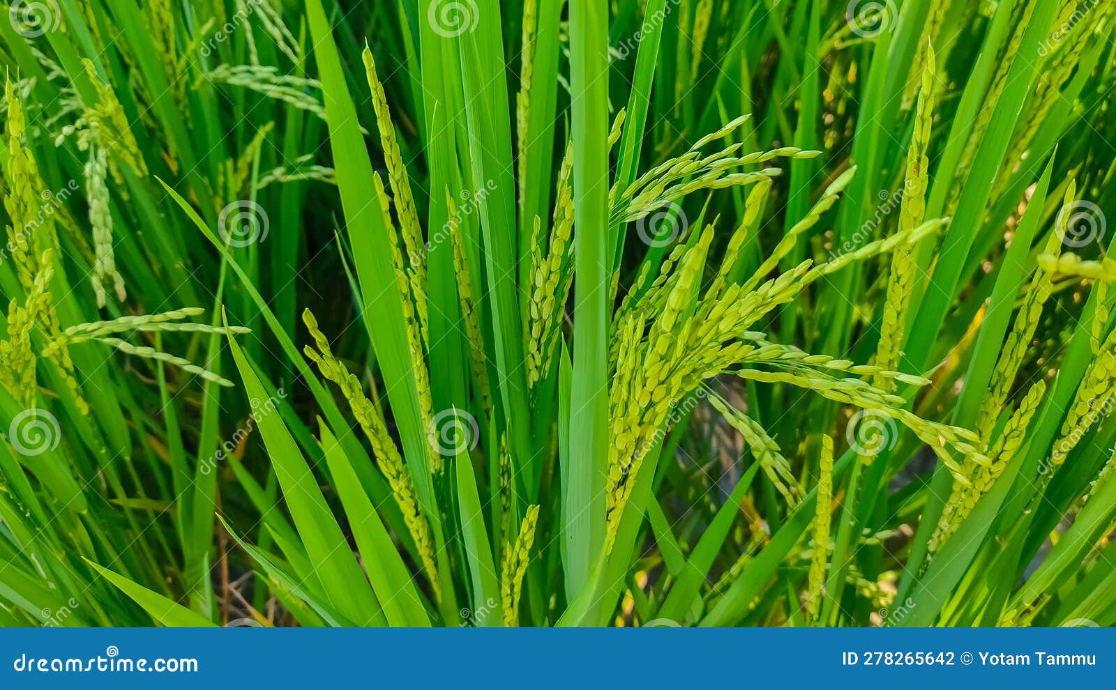 Rice Plants in the Process of Bearing Fruit Stock Photo - Image of ...