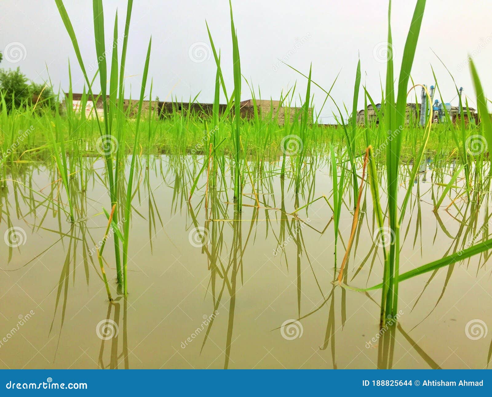 Rice plants in punjab stock photo. Image of store, white - 188825644