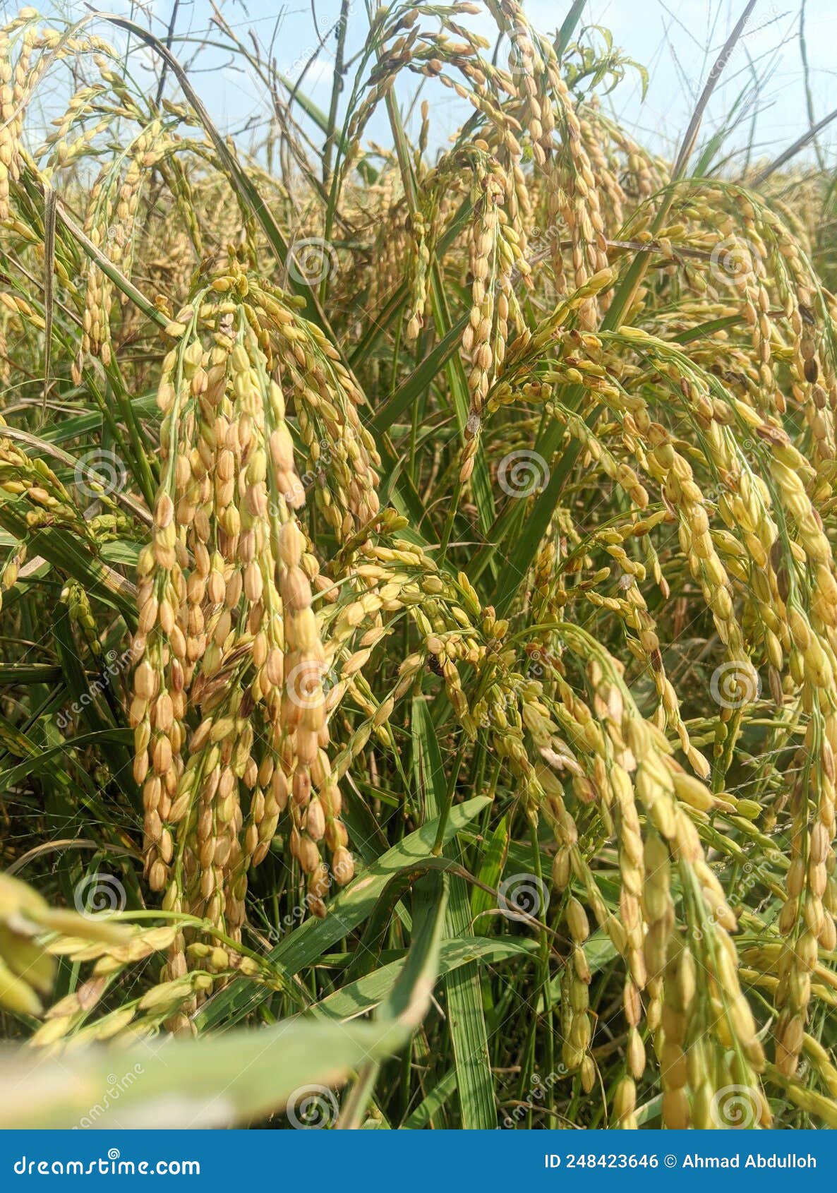 Rice Plants Ready for Harvest in Indonesia Stock Photo - Image of crop ...