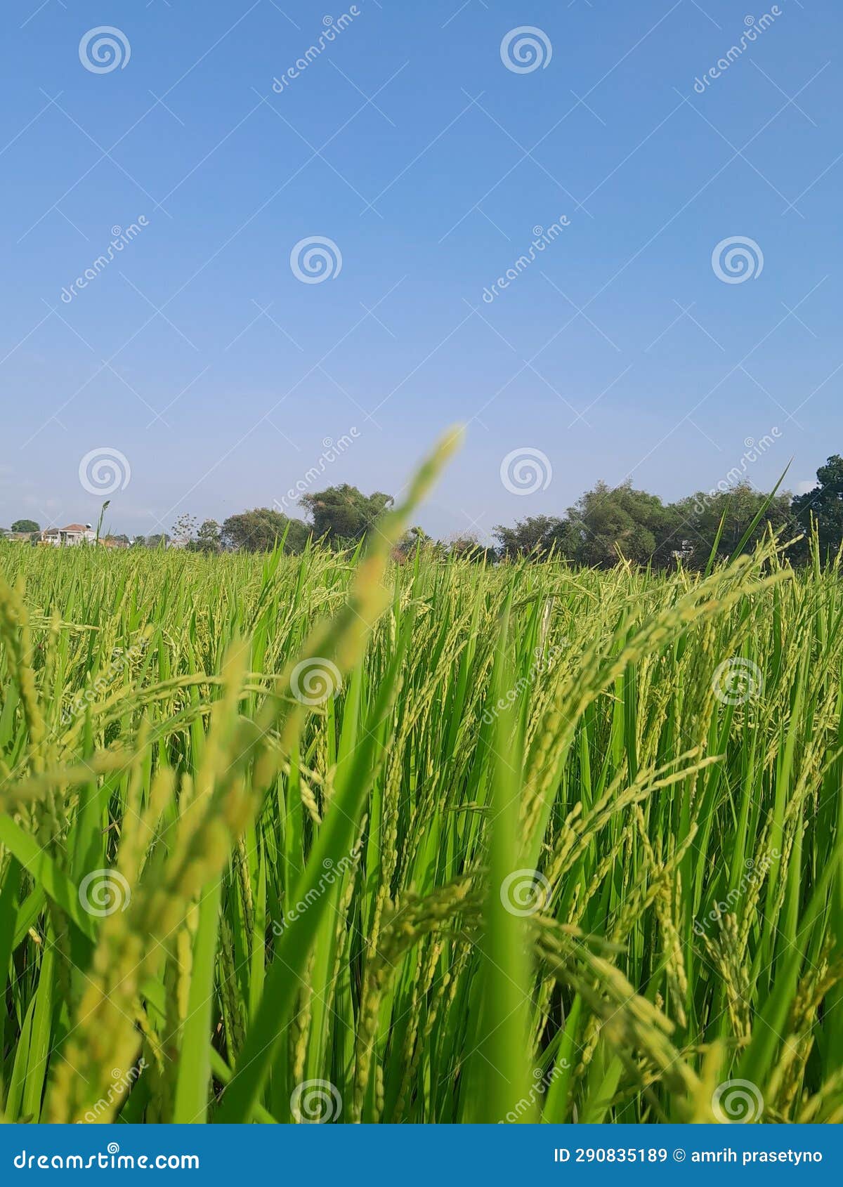Rice Plants Ready To Harvest in Asian Rice Field Stock Image - Image of ...