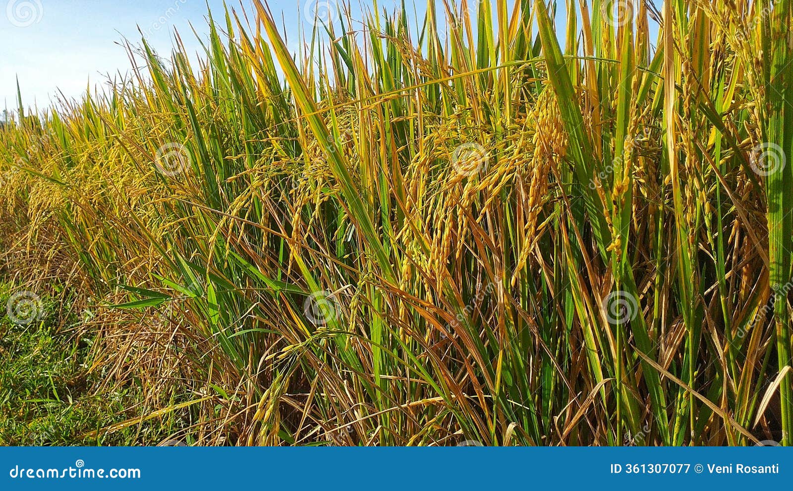 Rice Plants in Rice Fields Green Tree Stock Image - Image of green ...