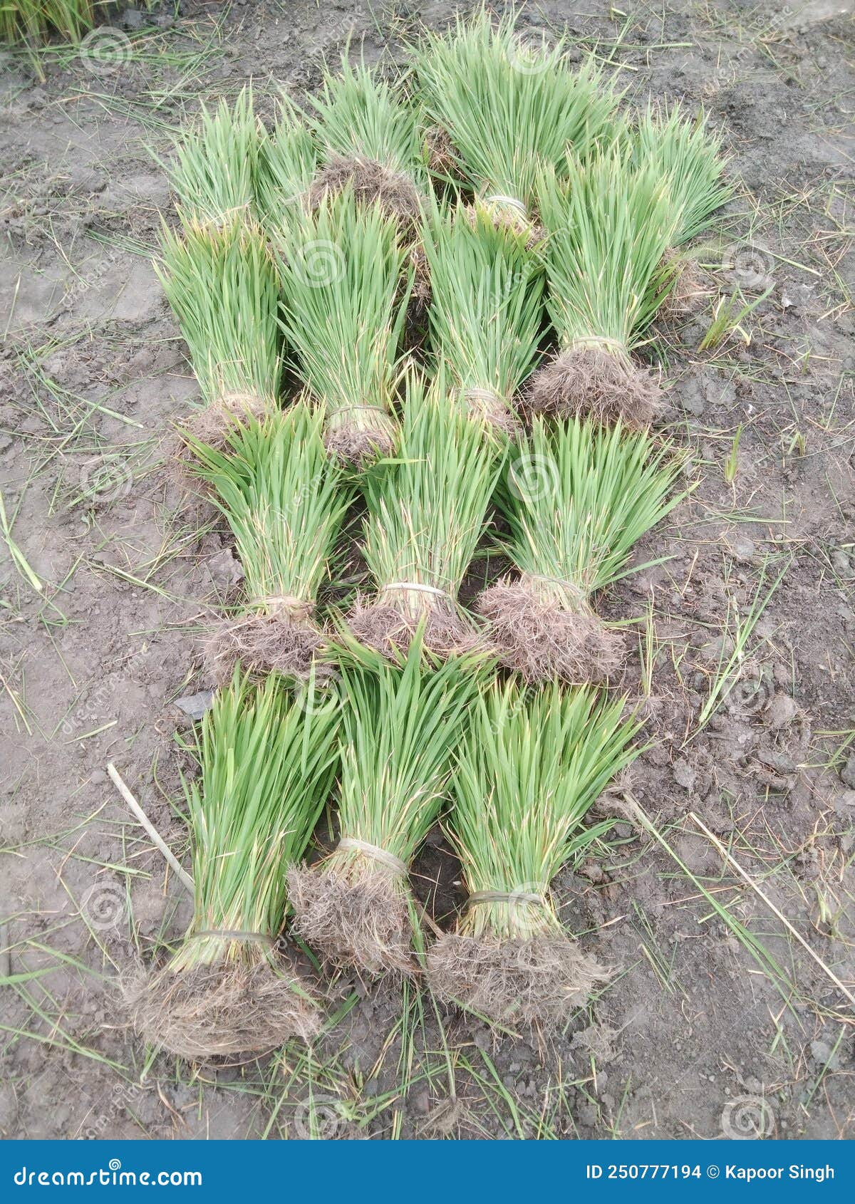 Rice plants roots stock photo. Image of shrub, garden - 250777194