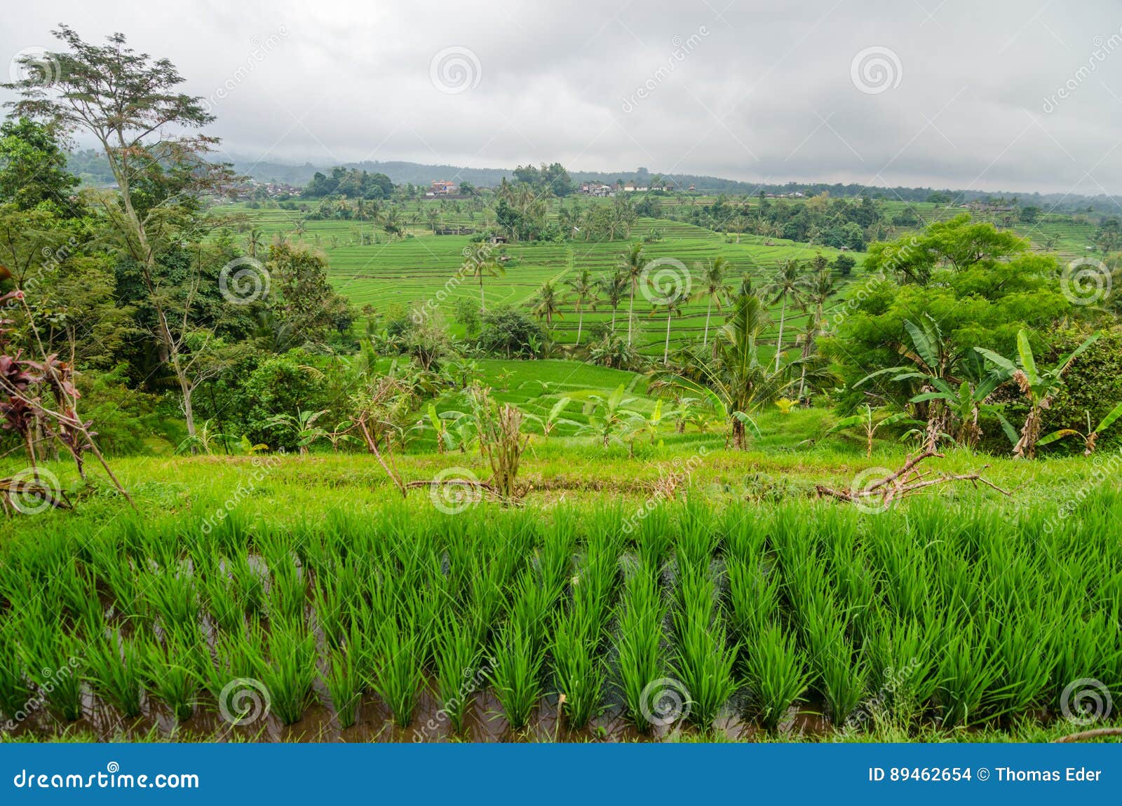 Rice Plants in Row on Fields Stock Photo - Image of nature, field: 89462654