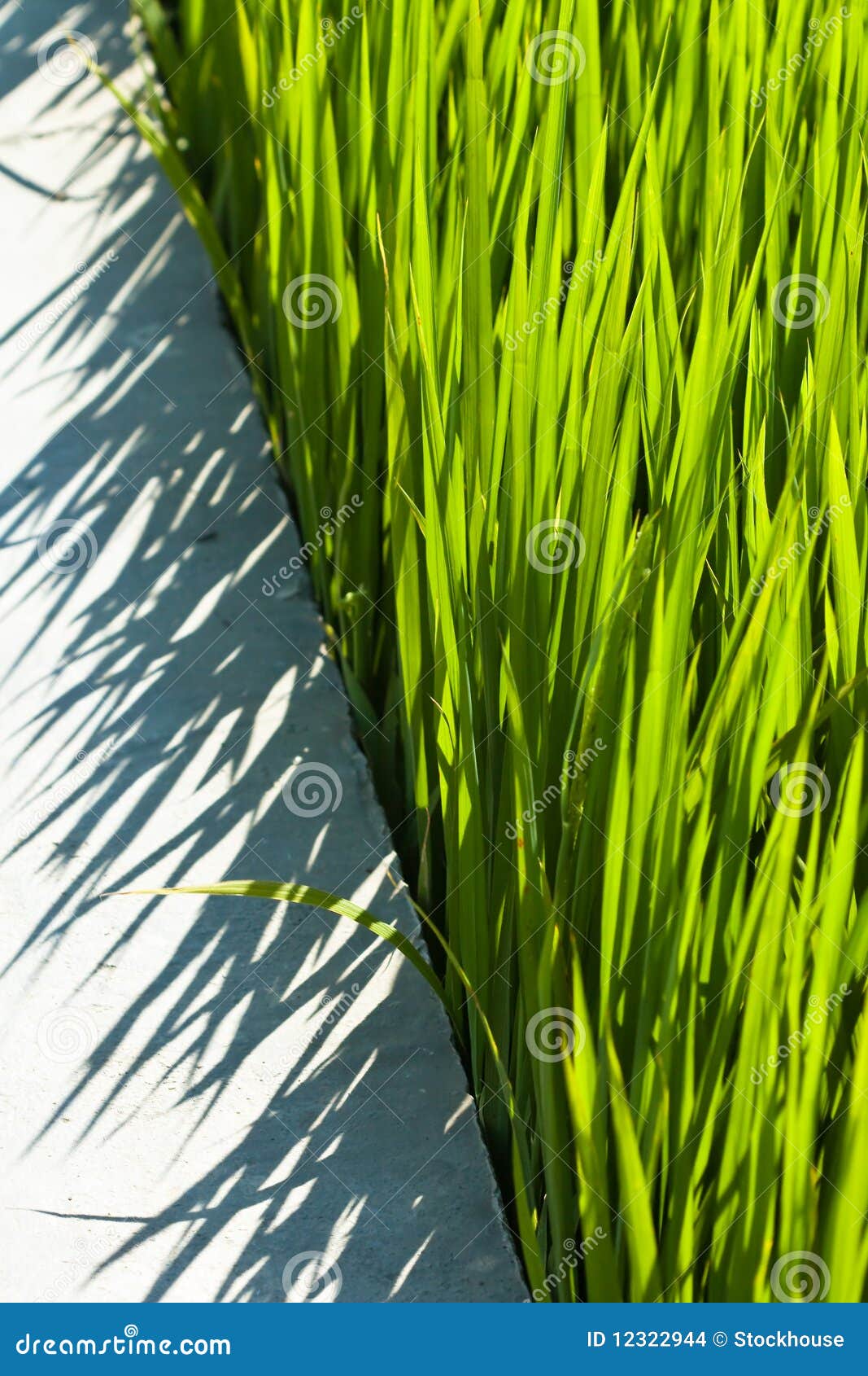 Rice Plants with Shadow on Concrete Path Stock Photo - Image of ...