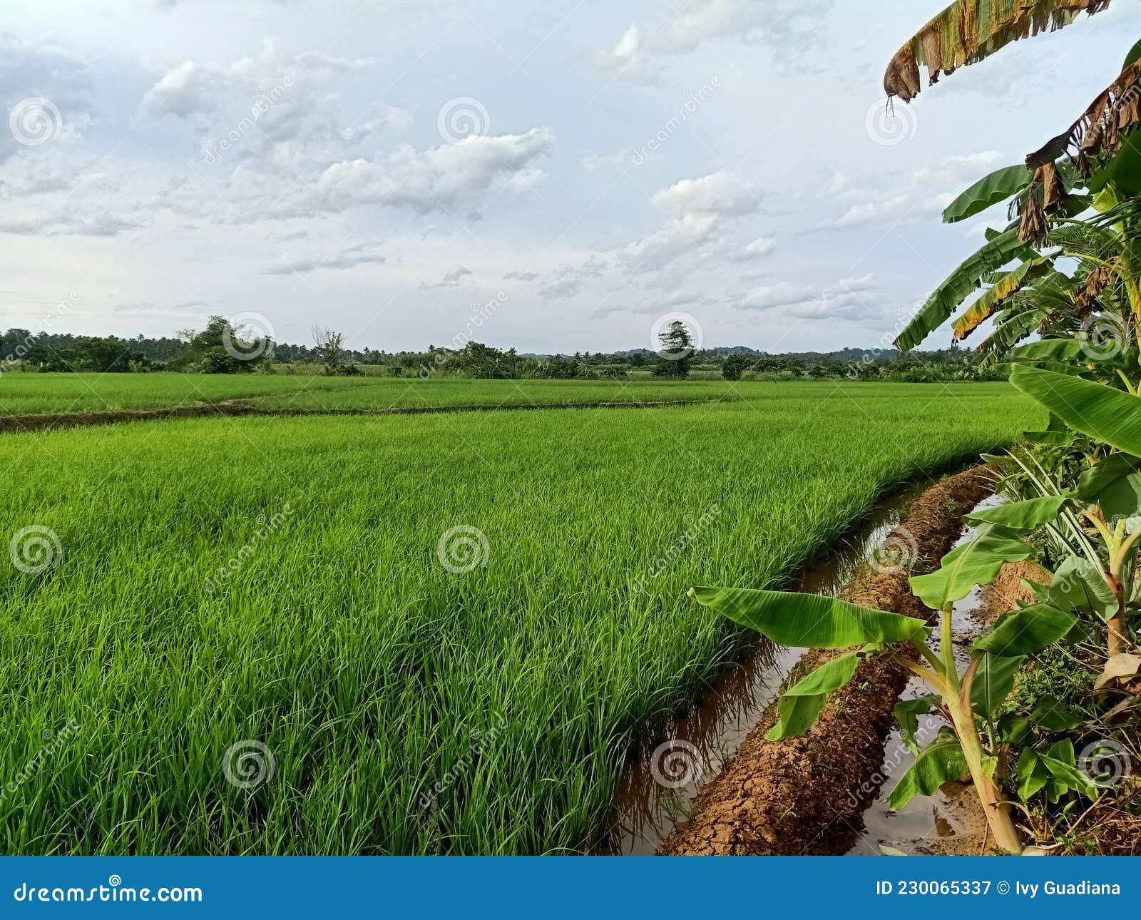 Rice Plants are Start To Bloom. Stock Image - Image of rice, farm ...