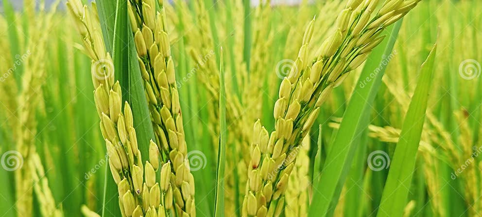 Rice plants start to bloom stock photo. Image of flower - 241297804