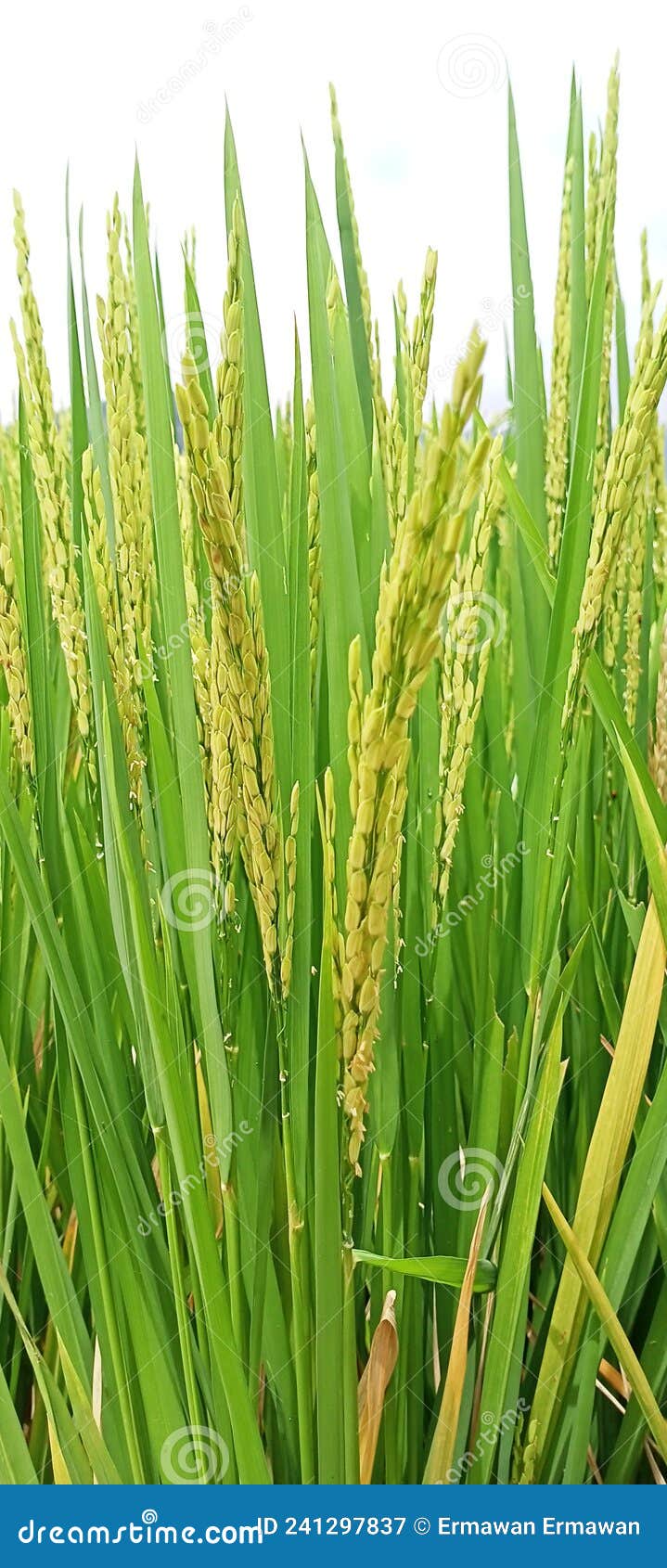Rice plants start to bloom stock image. Image of food - 241297837