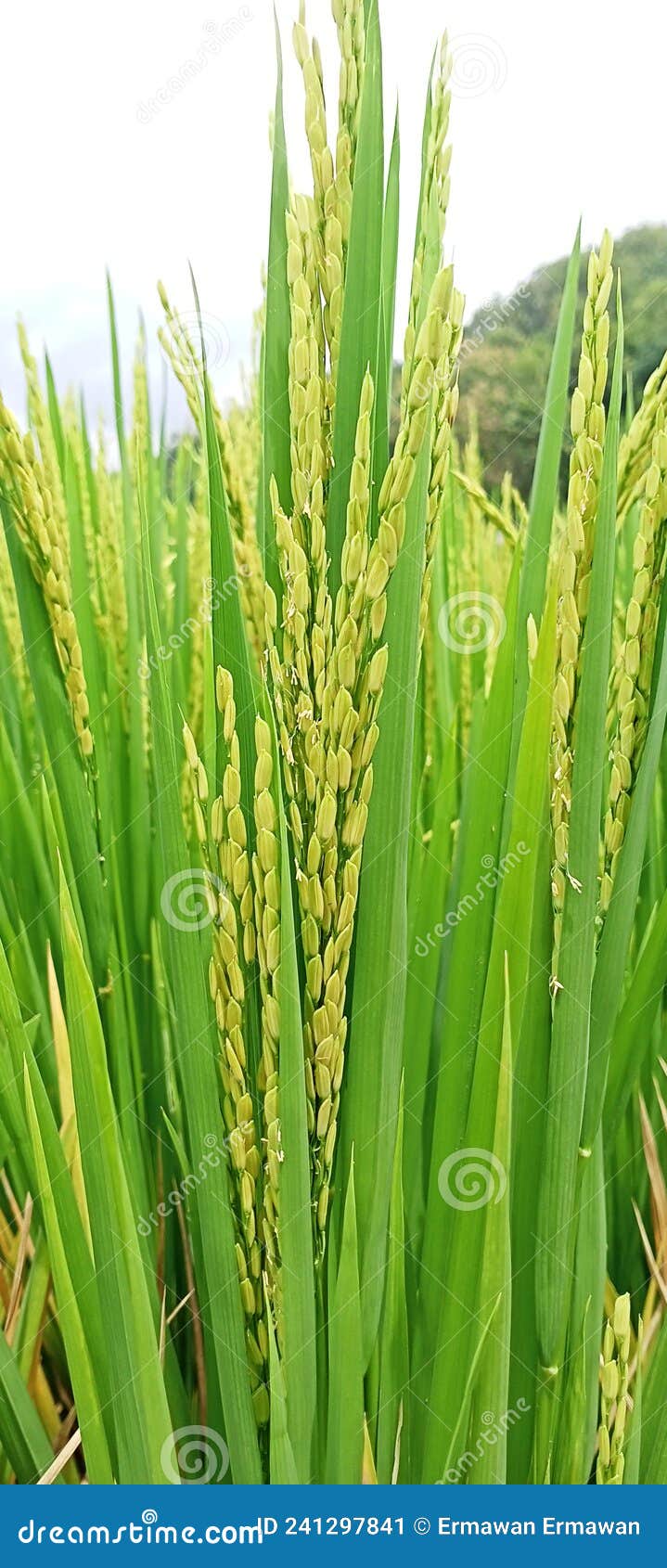 Rice plants start to bloom stock image. Image of produce - 241297841