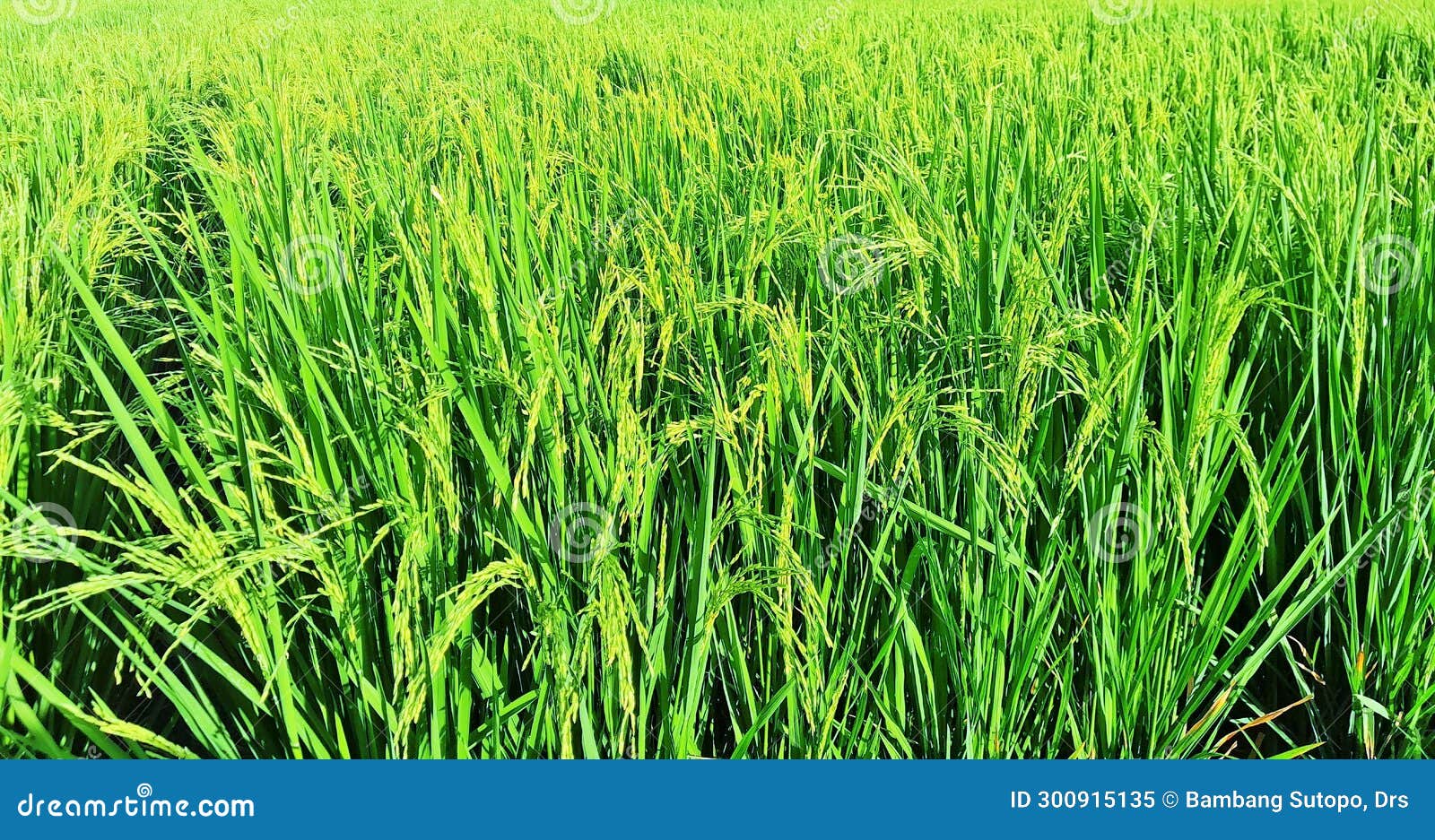 Rice Plants are Starting To Fill Stock Image - Image of food, sranndard ...