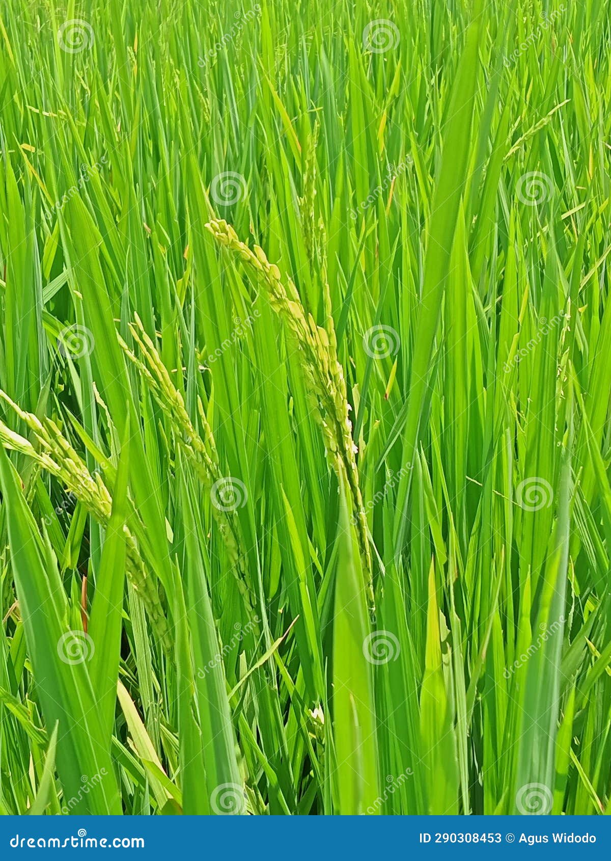 Rice Plants are Starting To Make Grains Stock Image - Image of plants ...