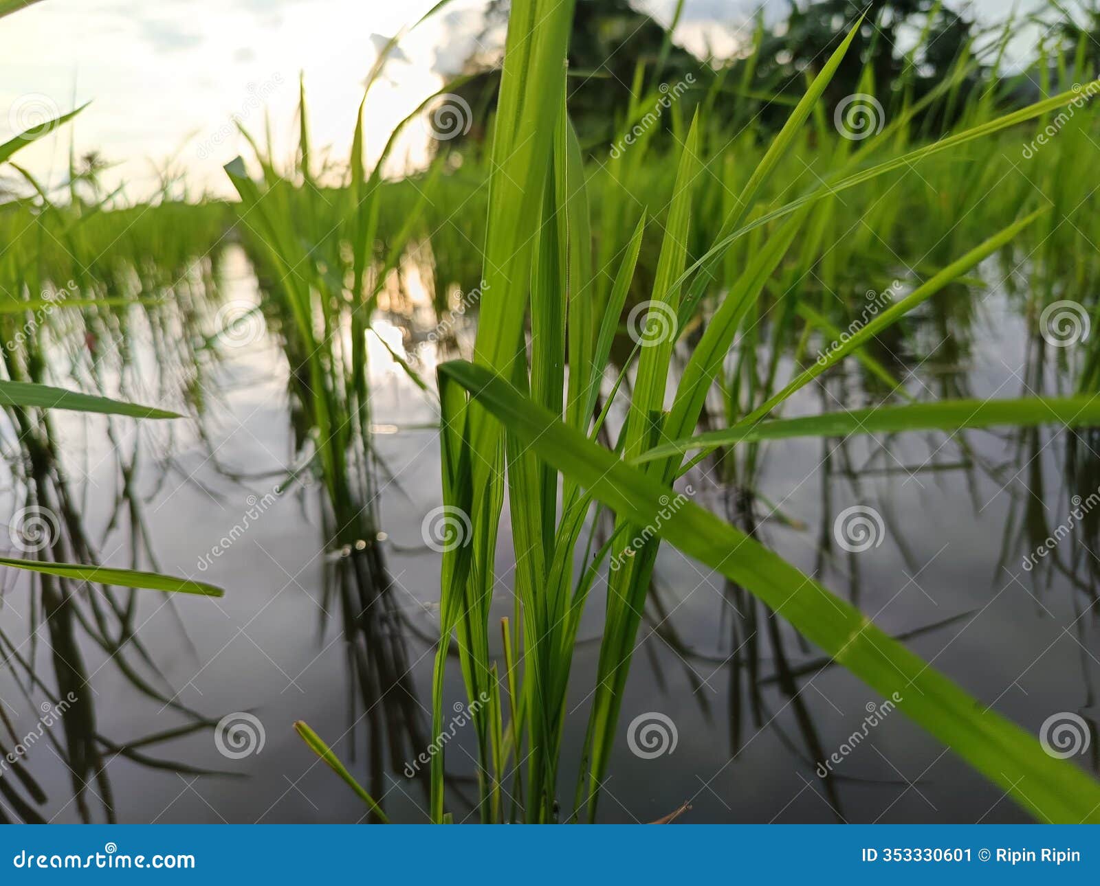 Rice Plants Starting To Turn Green Stock Image - Image of plants ...