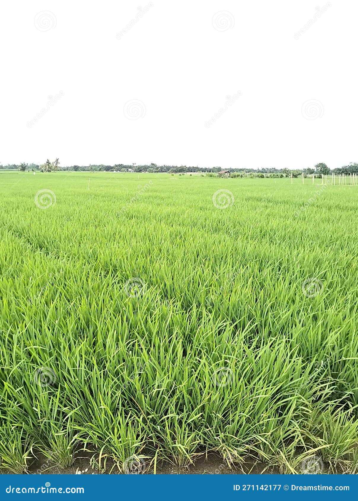 Rice Plants that are Still Green are really Beautiful Stock Image ...