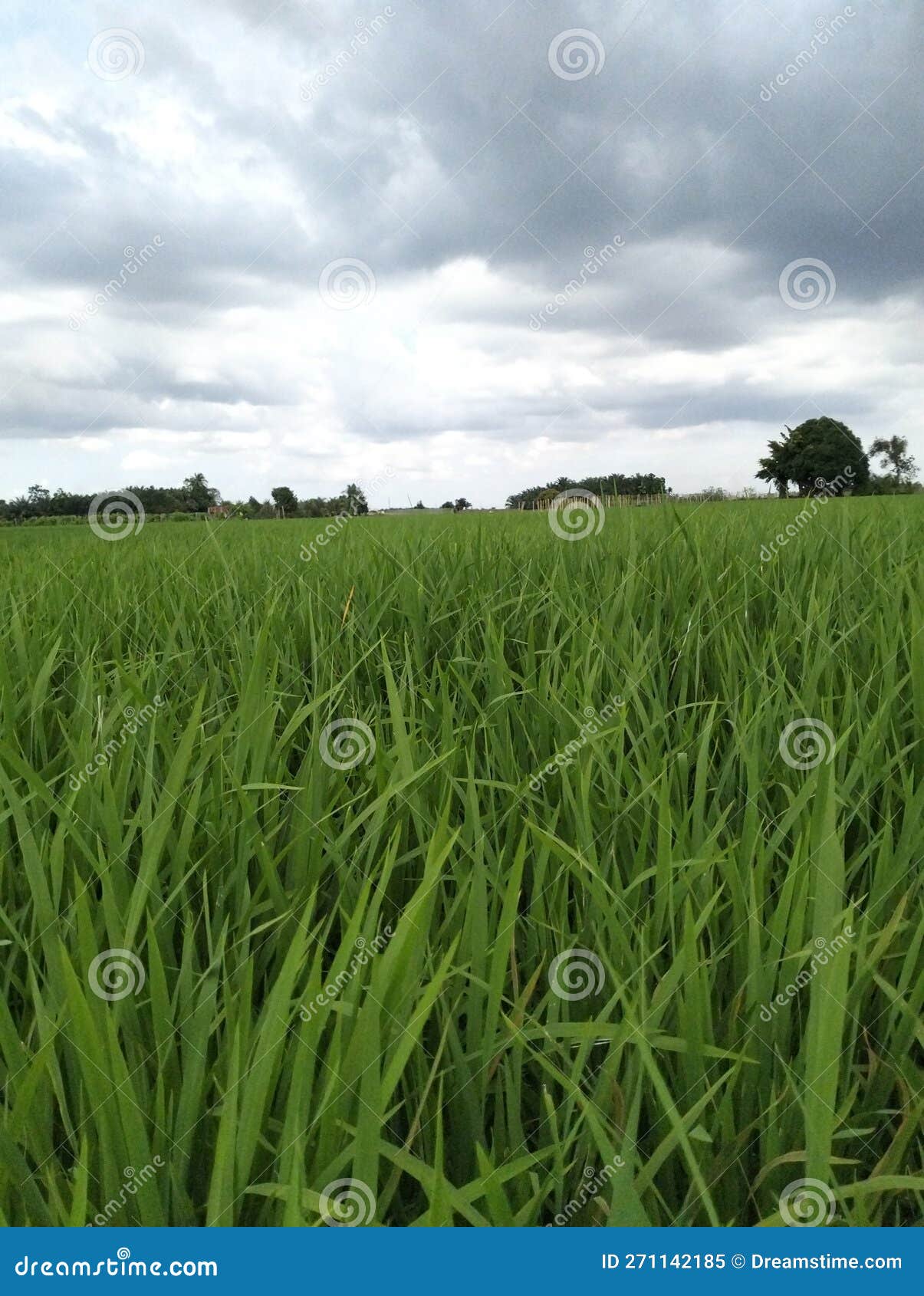 Rice Plants that are Still Green are really Beautiful Stock Image ...