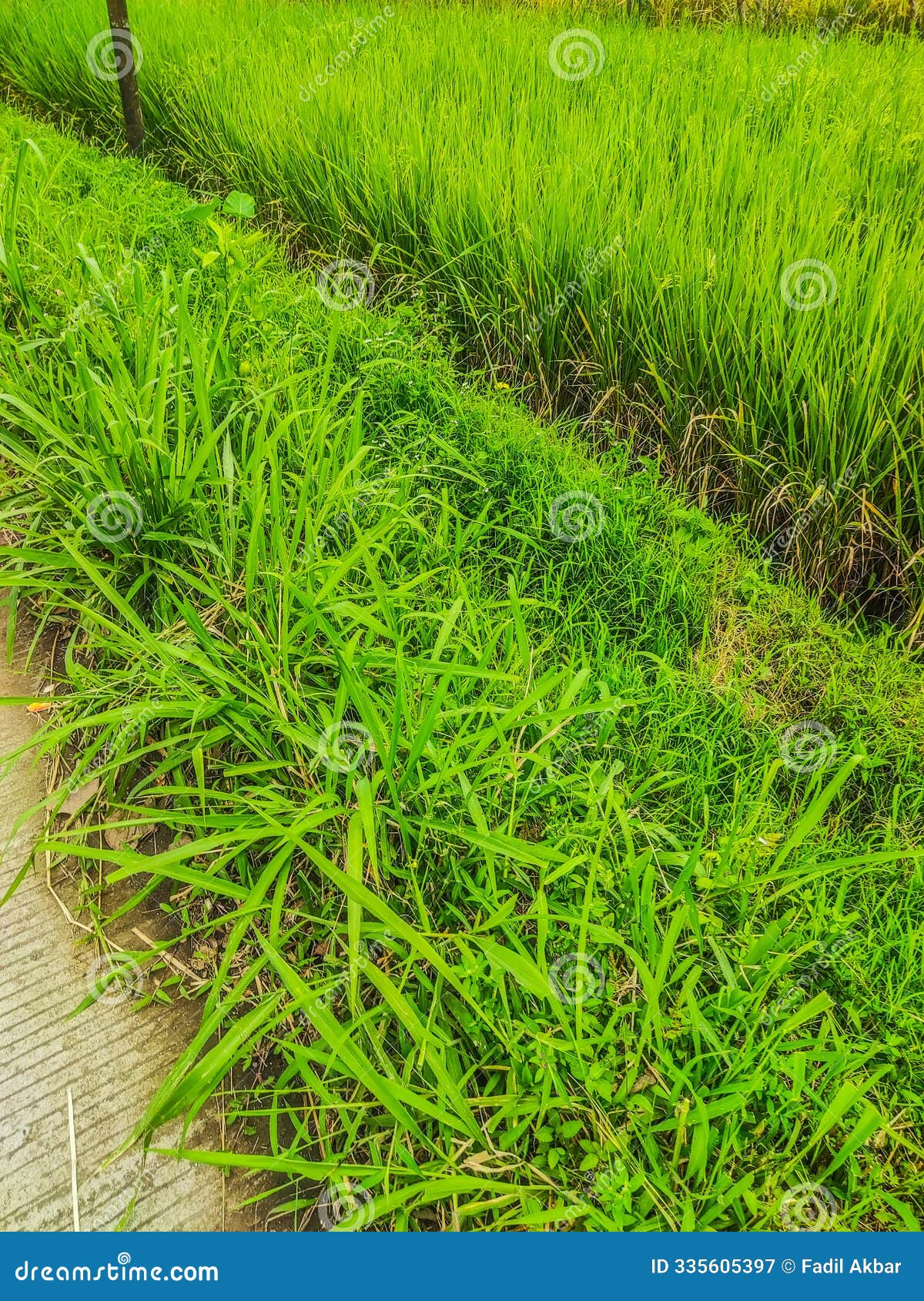 Rice Plants that are Still Green and Contain Lots of Rice Stock Image ...