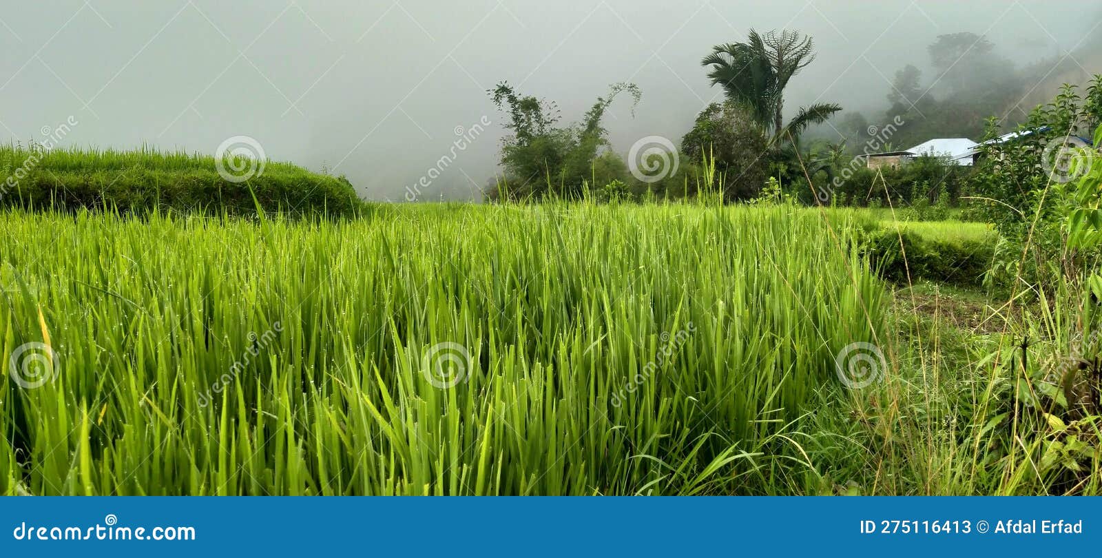 Rice Plants that are Still Green in Indonesian Rural Rice Fields Stock ...