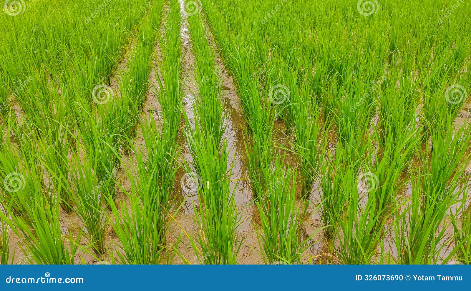 Rice Plants are Still in the Process of Growing on Farmers Land Stock ...
