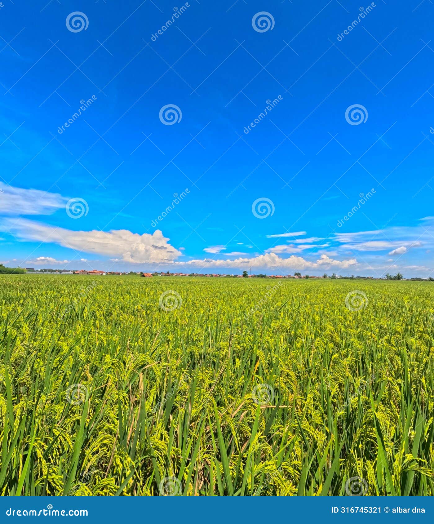 Rice Plants in Sunny Rice Fields Stock Image - Image of ricefield, asia ...