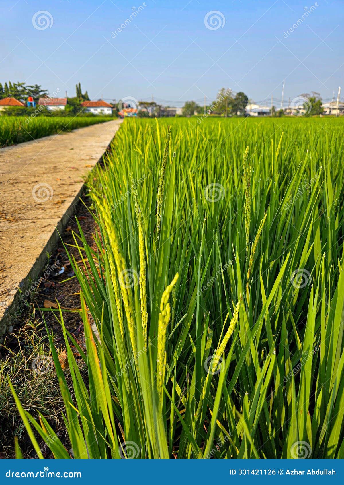 Rice Plants in the Vegetative Growth Phase Stock Photo - Image of ...