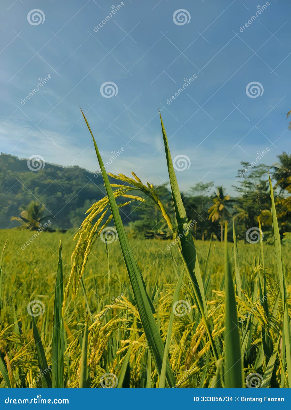 Rice Plants With White Rice And Unmilled Rice Isolated On White Stock ...
