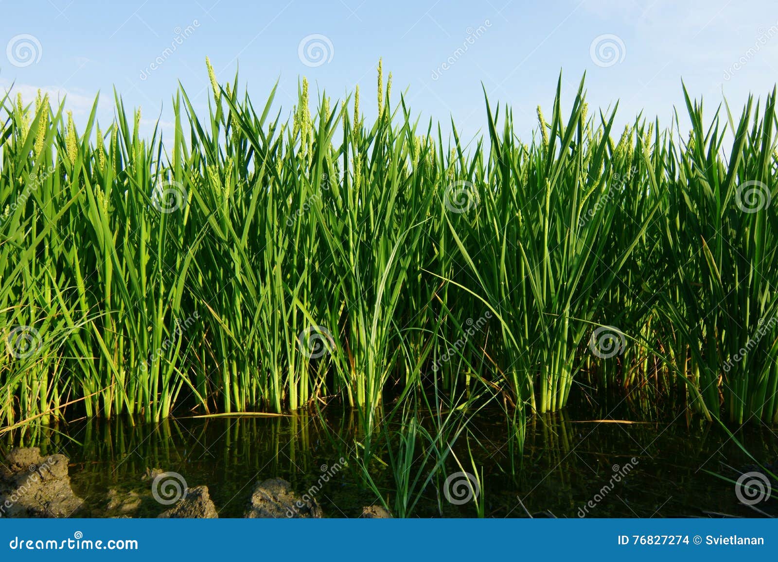Rice Plants on Water Field Plantation. Stock Photo - Image of ukrainian ...