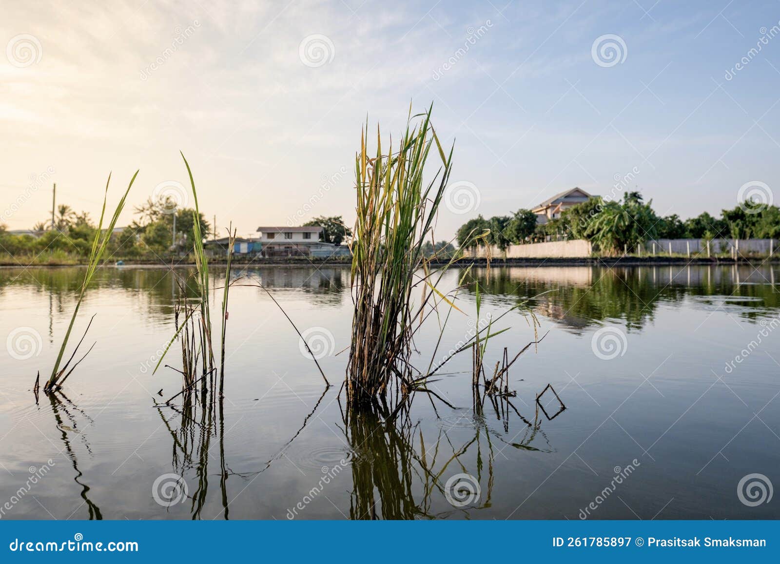 Rice on water stock image. Image of rice, field, plants - 261785897