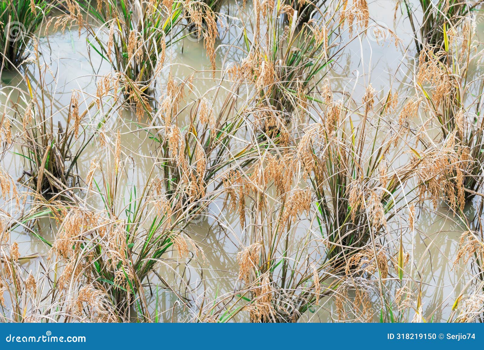 Rice Plants in the Water of Terraces Stock Photo - Image of meal, water ...