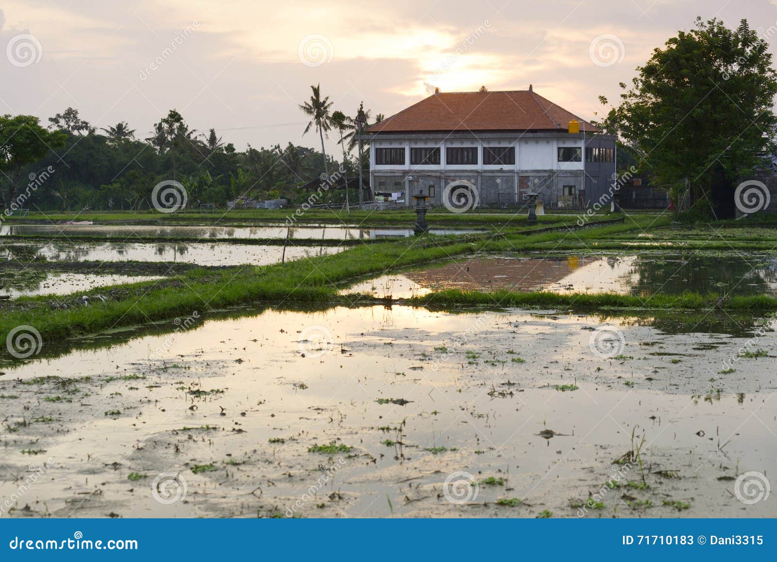 Rice Ponds Reflecting the Sunset, Bali Stock Image - Image of garden ...