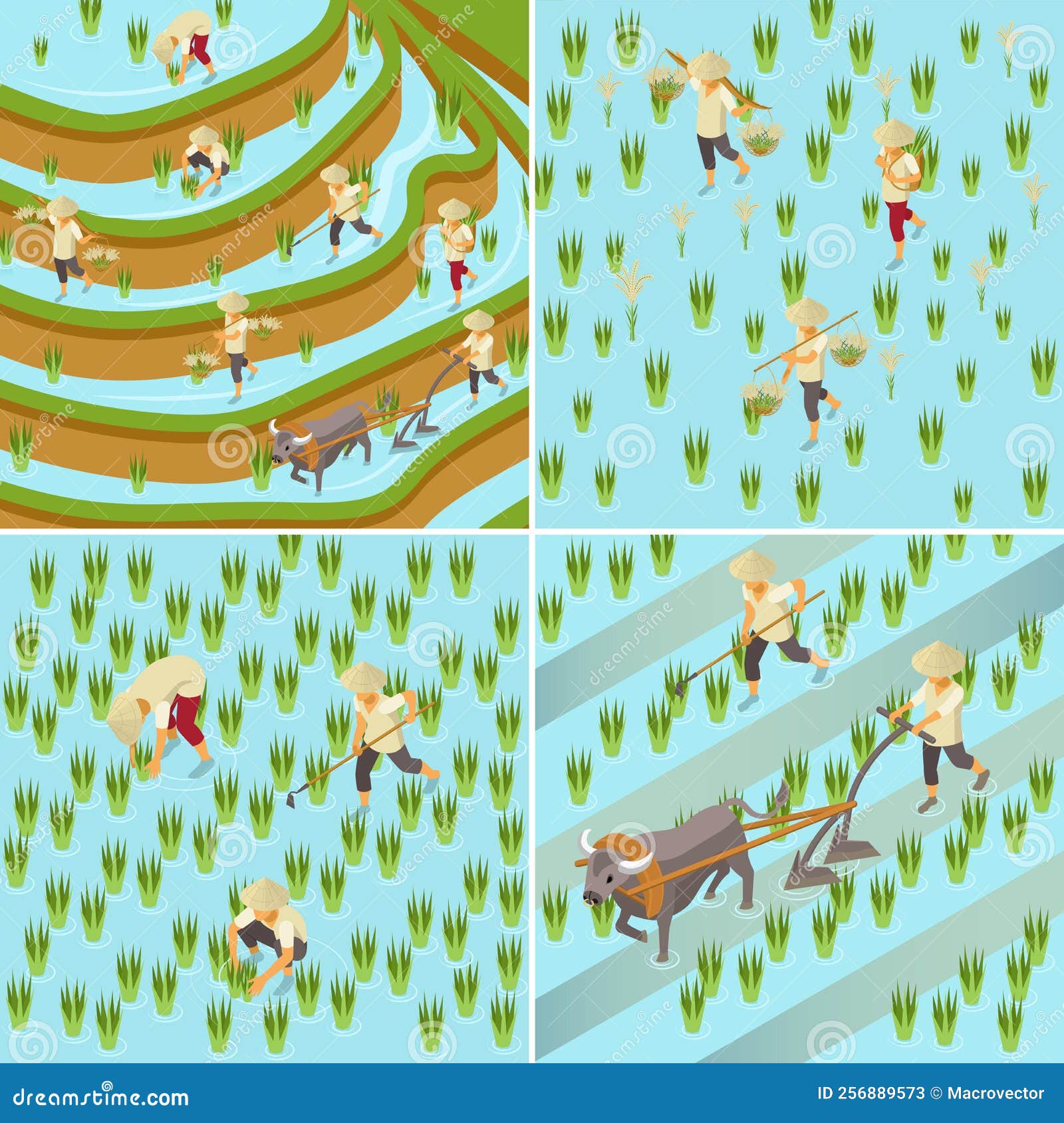 Rice Production Square Compositions Stock Vector - Illustration of ...