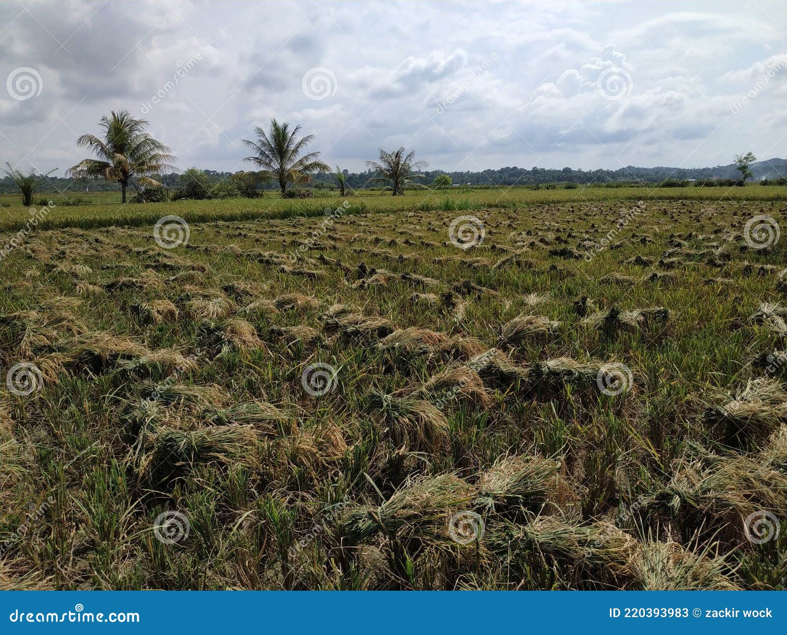 Harvesting Rice the Traditional Way Stock Image - Image of plant ...