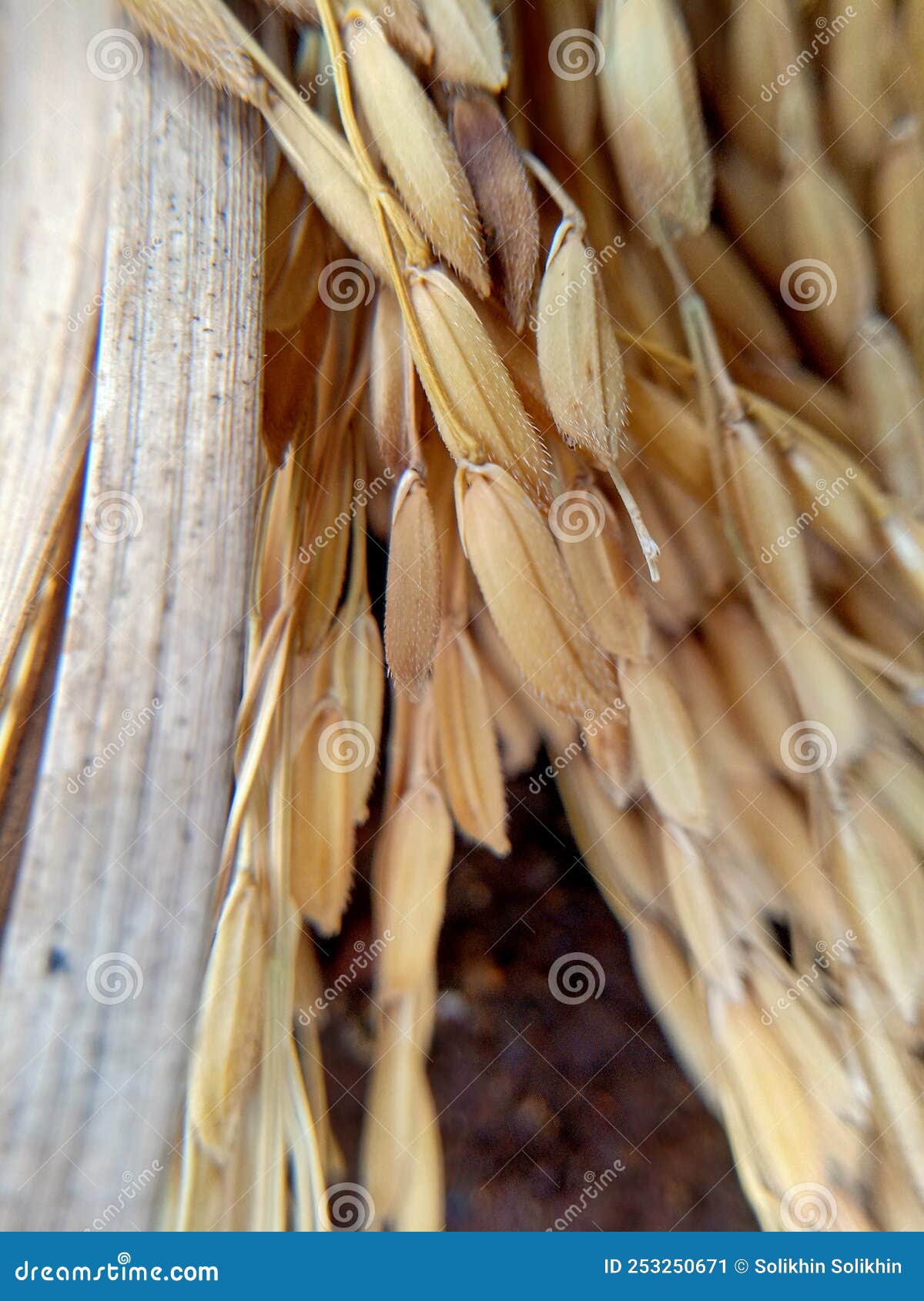Rice Ready for Harvest Plant Agriculture Stock Image - Image of ...