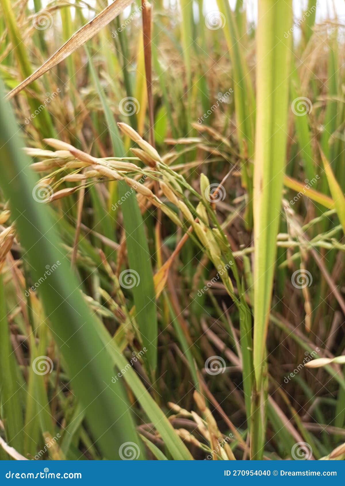 Rice ready to harvest stock photo. Image of food, grassland - 270954040