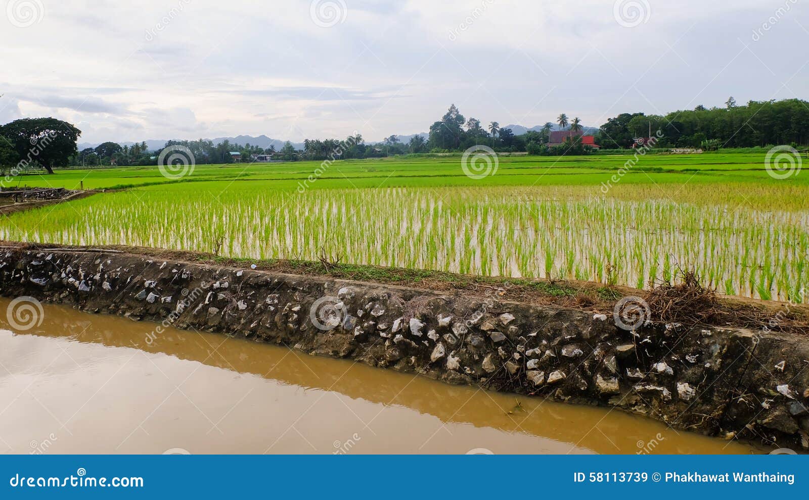 Rice Recently Planted Fields with Irrigation Stock Image - Image of ...