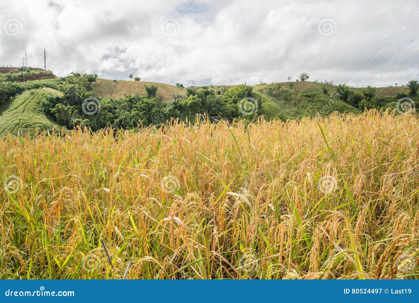 Rice, Rice Farm on the Mountain Cold. Stock Image - Image of green ...