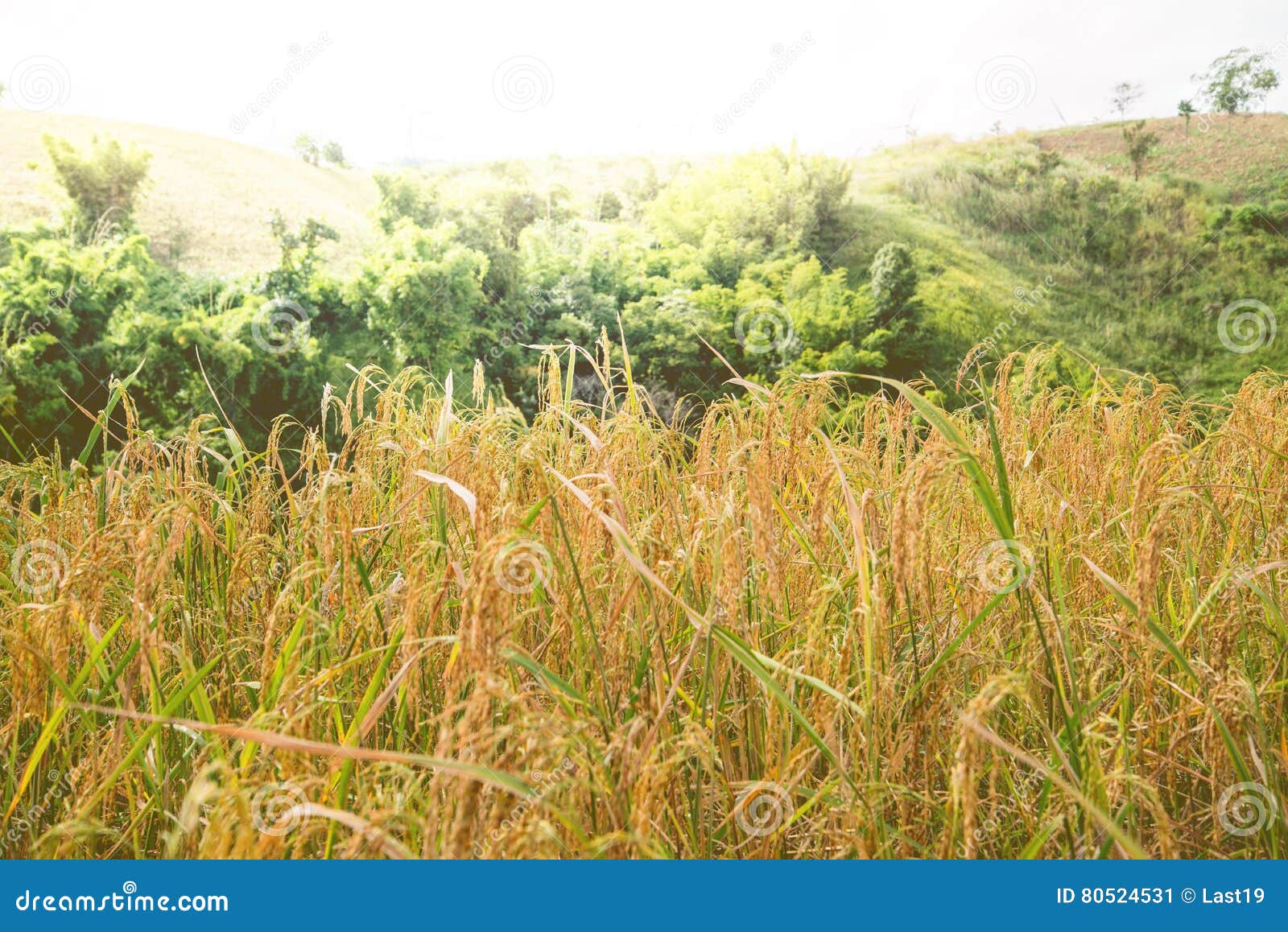 Rice, Rice Farm on the Mountain Cold. Stock Image - Image of paddy ...