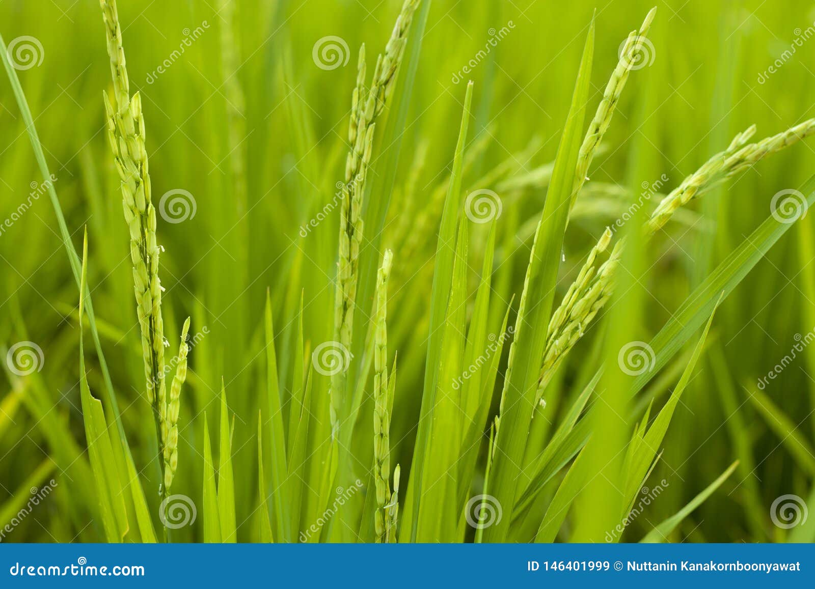 Rice in Rice Field, Selection Focus only on Some Points in the Image ...